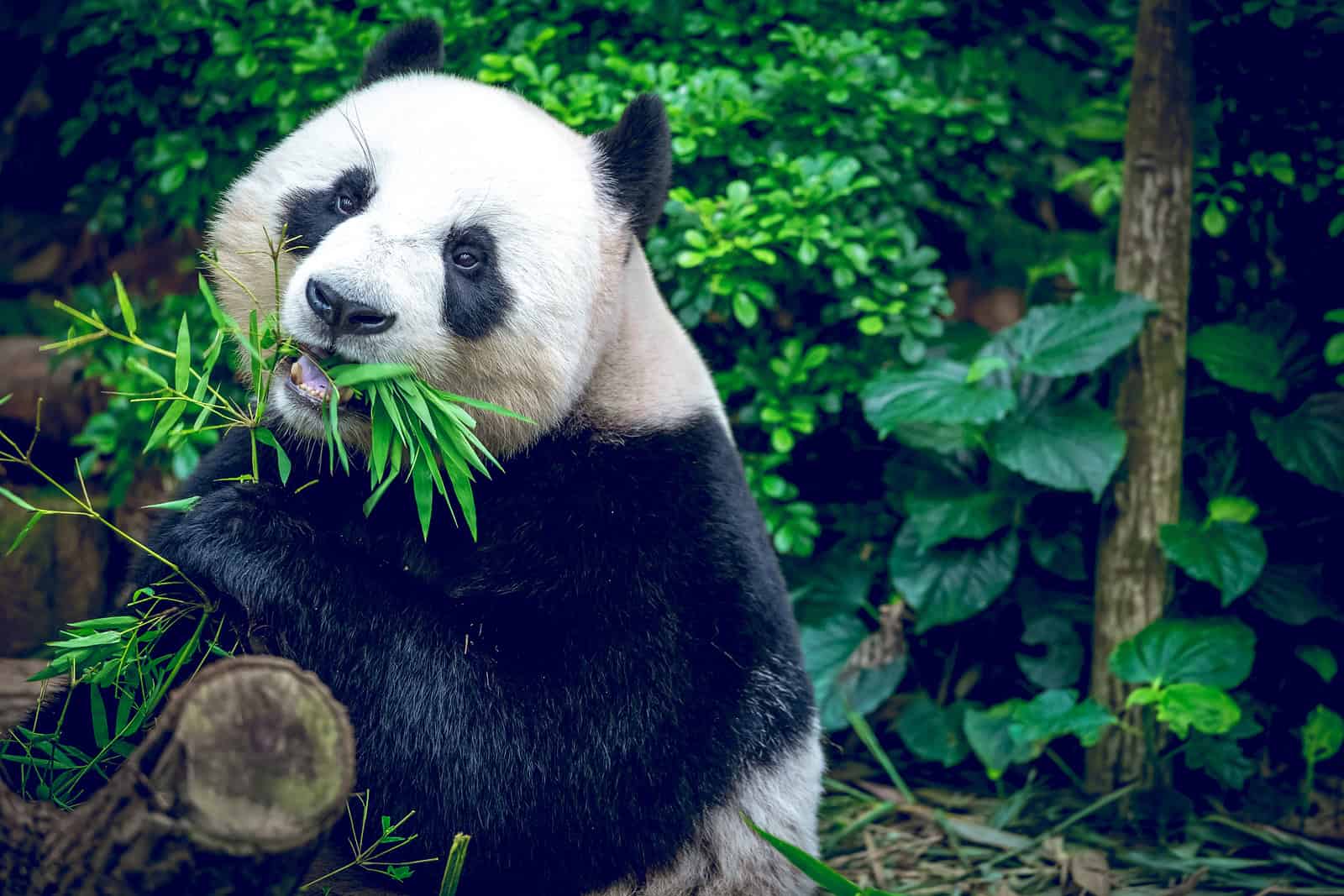 Panda Bears Eating Bamboo